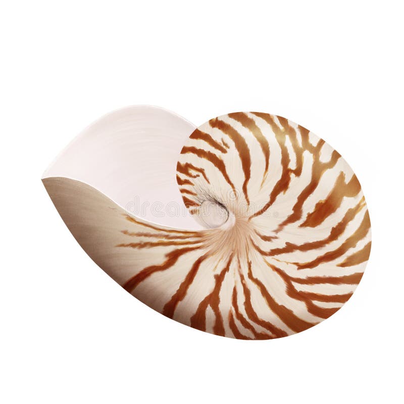Nautilus stock illustration. Illustration of mollusk - 54204278
