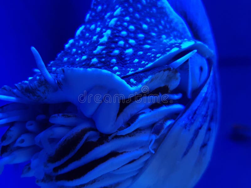 Nautilus en color azul imagen de archivo. Imagen de fondo - 109412141