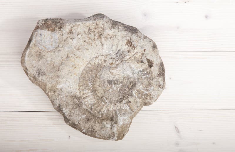 Prehistoric nautilus shell stock photo. Image of fossil - 39079124