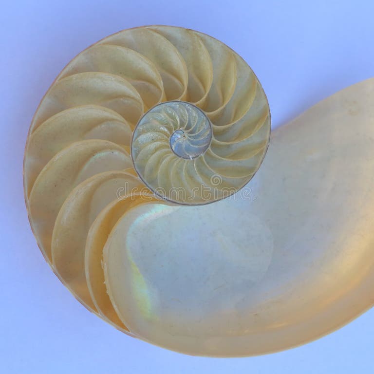 Nautilus Half-shell Spiral Pattern Stock Photo - Image of fibonacci ...