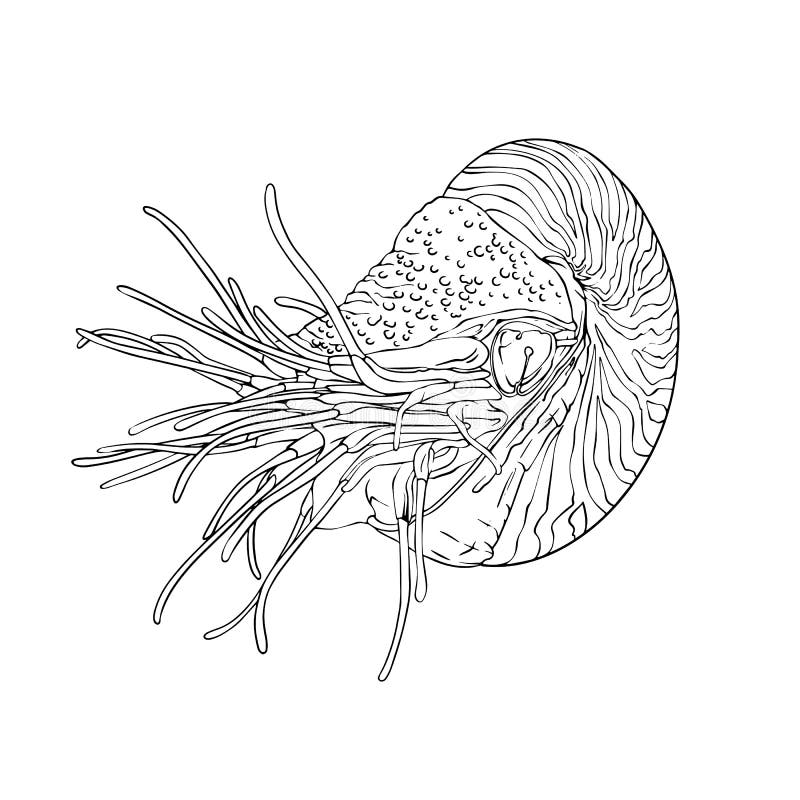 Nautilus Mollusk Black and White Stock Vector - Illustration of animal ...