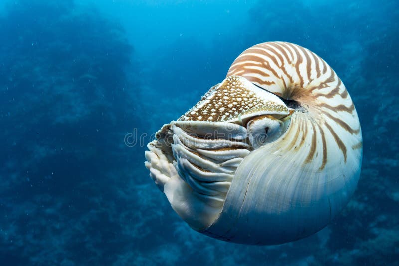 Nautilus stock photo. Image of ocean, fish, natilus, pacific - 61857270