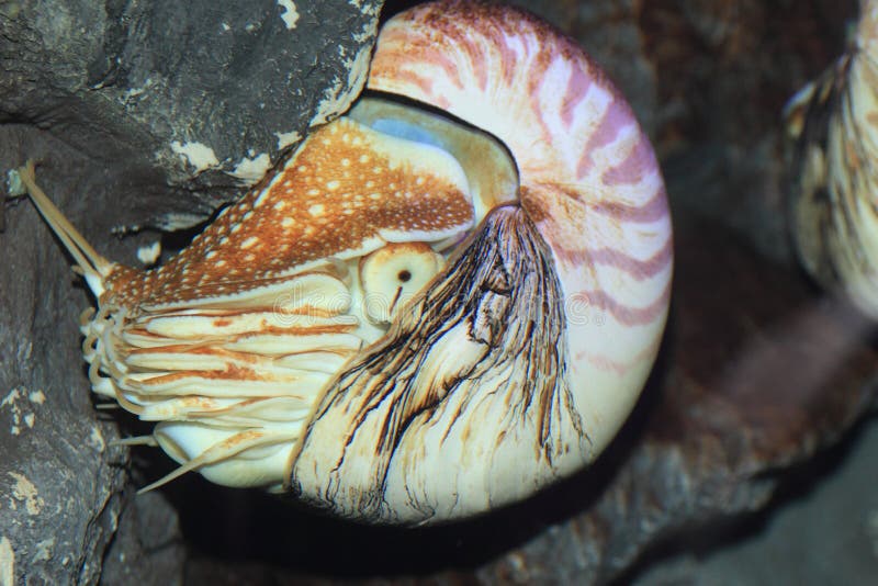 Nautilus Nautilidae stock image. Image of shell, nautilidae - 131304213