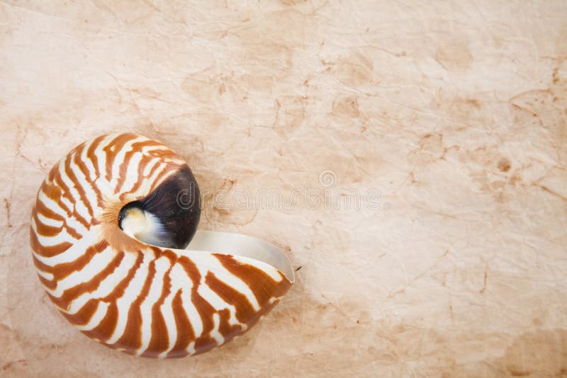 Nautilus on Old Paper stock image. Image of background - 18332363