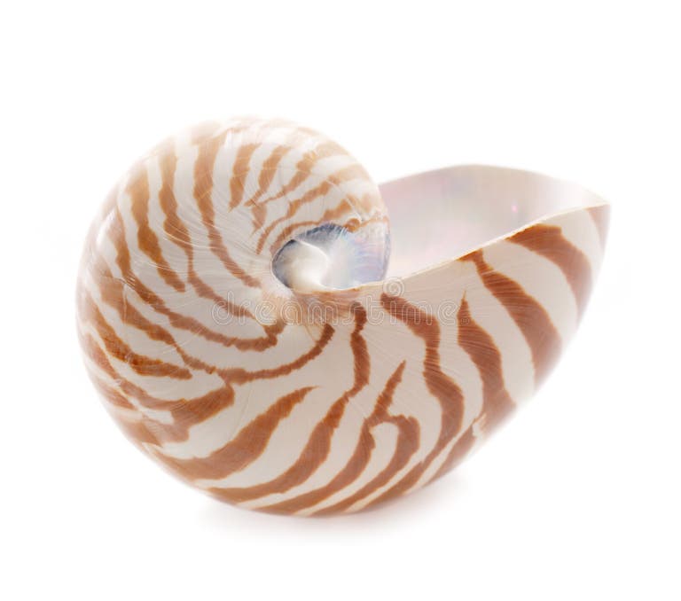 Nautilus Pompilius Sea Shell on White Stock Image - Image of nautili ...