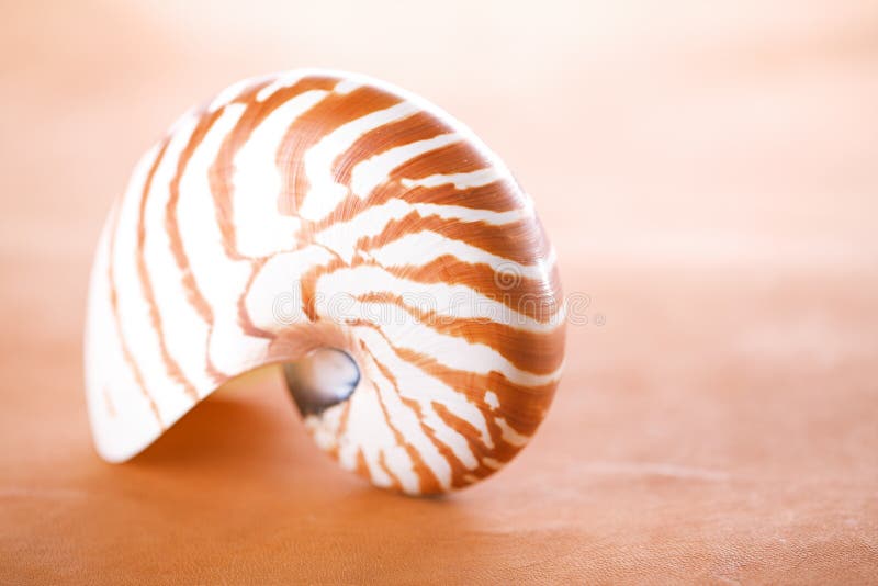 Nautilus Pompilius Sea Shell on White Stock Image - Image of nautili ...