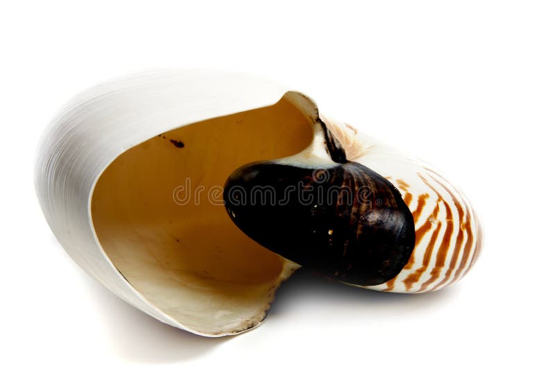 Nautilus Repertus Stock Photos - Free & Royalty-Free Stock Photos from ...