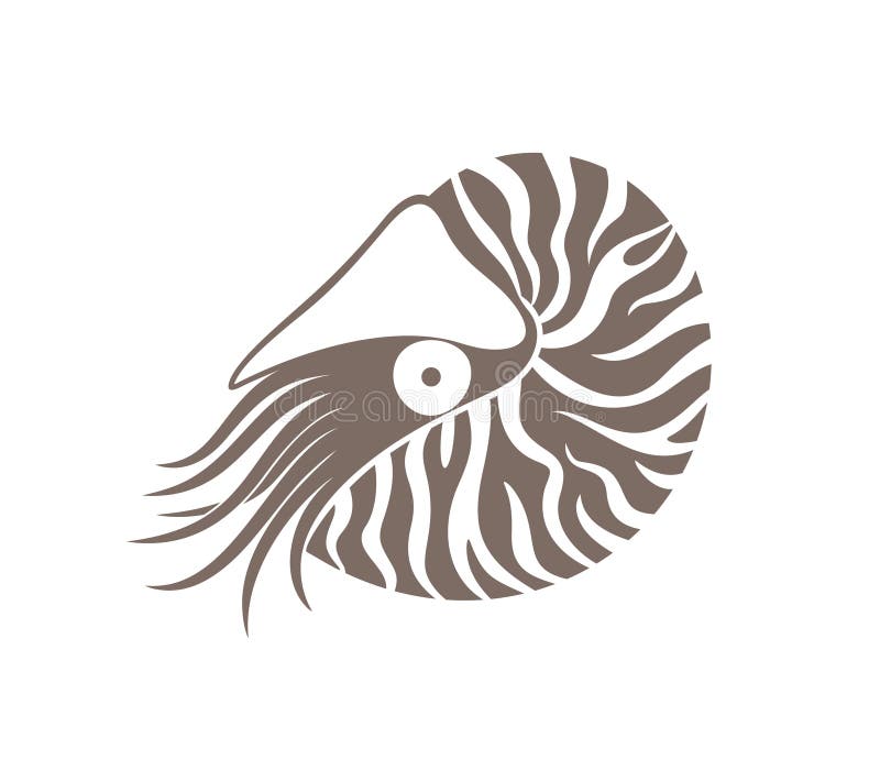 Nautilus Shell. Isolated Nautilus on White Background Stock Vector ... Nautilus Shell. Isolated Nautilus on White Background Stock Vector ...