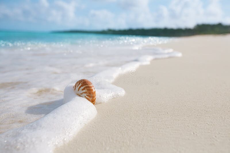 Nautilus Sea Shell in Sea Wave Stock Photo - Image of nautical, cuba ...
