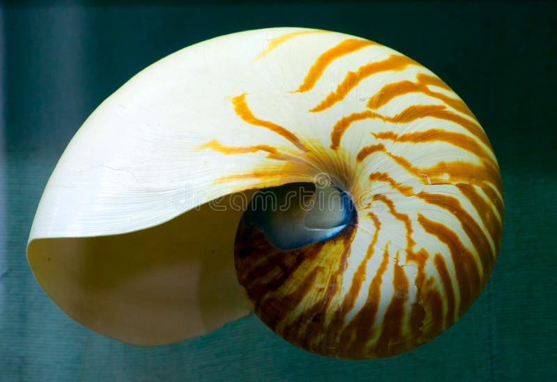 Chambered Nautilus stock image. Image of curled, seashell - 8613141