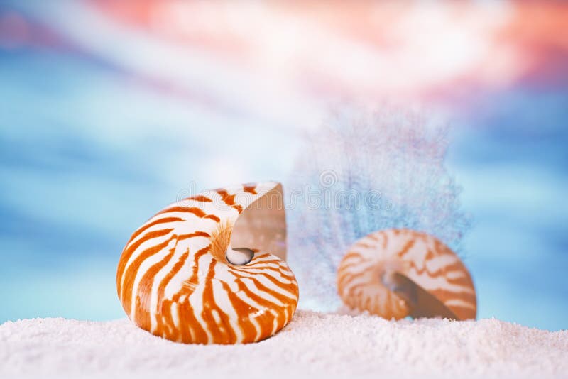 Nautilus Seashell Sea Shell Stock Photo - Image of concept, shell ...