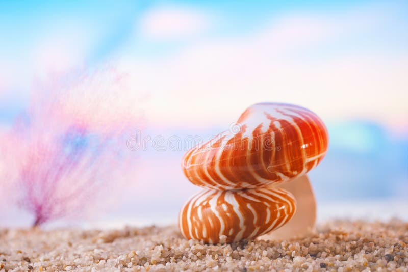 Nautilus Seashell Sea Shell Stock Image - Image of natural, sandy ...