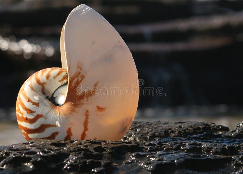 Nautilus shell stock photo. Image of symmetry, beautiful - 11789012
