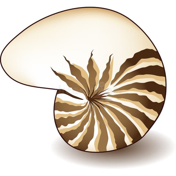 Nautilus Shell Stock Illustrations – 16,101 Nautilus Shell Stock ...