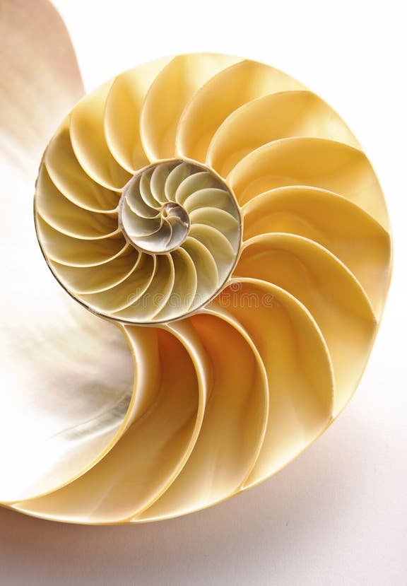 Nautilus Shell stock image. Image of spiral, discovery - 14538851
