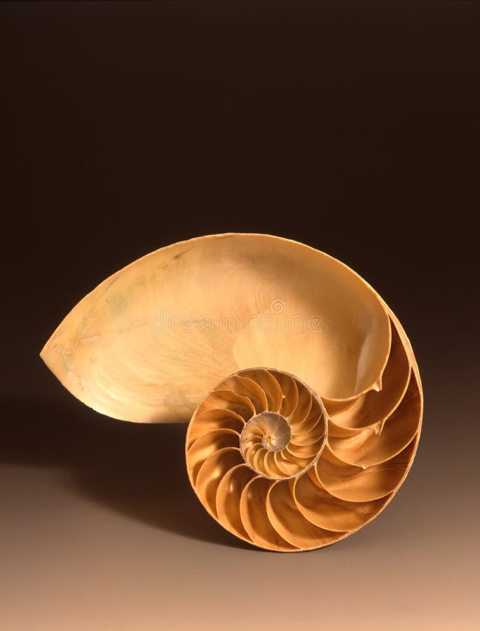 Nautilus shell stock image. Image of diet, anatomy, brown - 18400883
