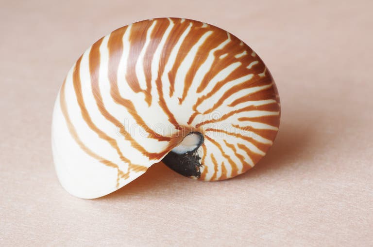 Nautilus shell stock image. Image of seashell, conch - 18457037