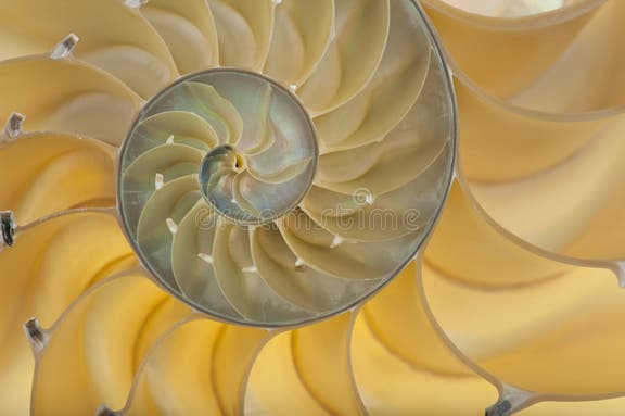 Nautilus shell stock photo. Image of fractal, animal - 18663004