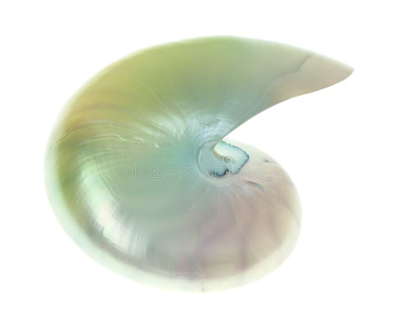 Nautilus shell stock photo. Image of fibonacci, curve - 18663064