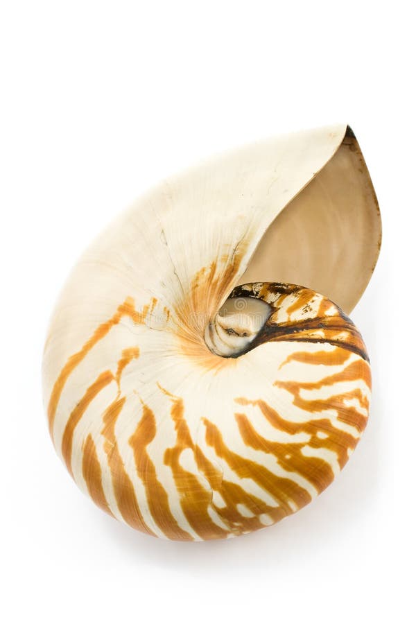 Nautilus shell stock photo. Image of calcite, seashell - 23747158