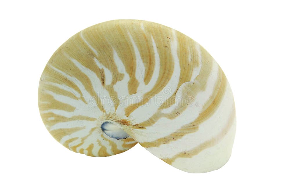 Nautilus Shell stock photo. Image of curves, symmetry - 28466112