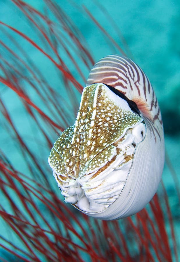 Nautilus Shell stock image. Image of bright, close, closeup - 2980599