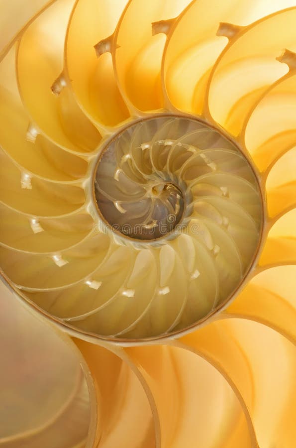Nautilus Shell stock image. Image of gold, marine, repetition - 3750129