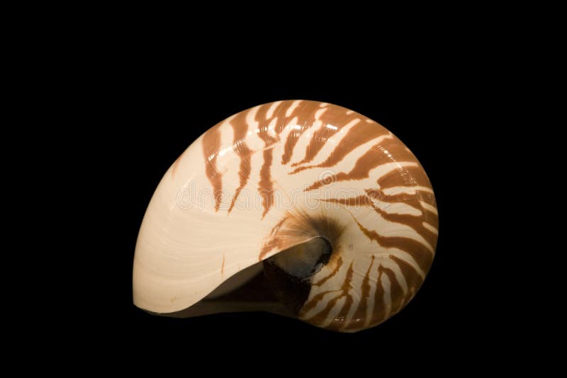 Inside of Nautilus stock photo. Image of side, sand, soft - 125334