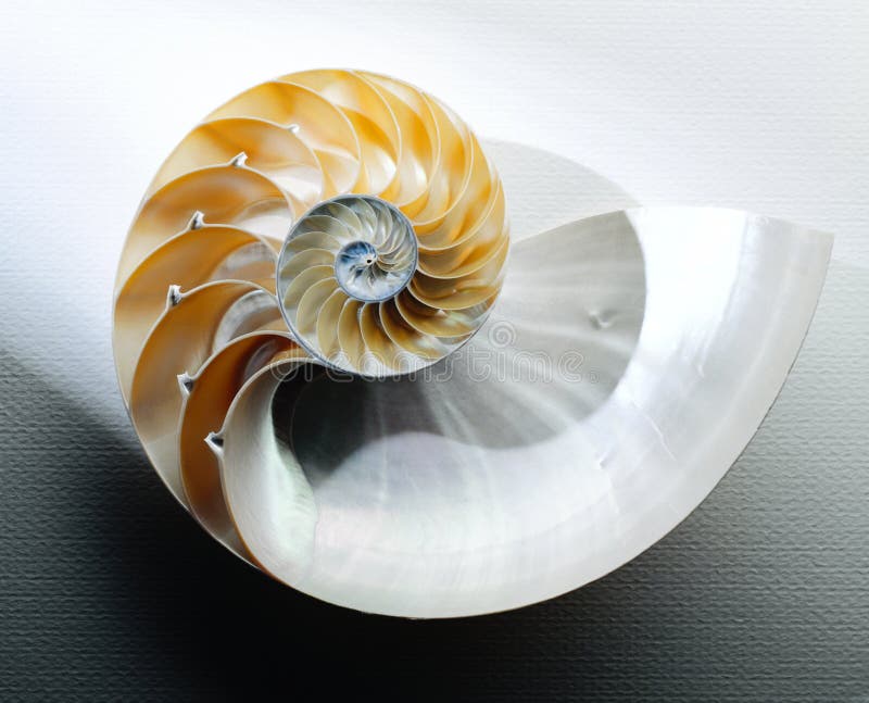 Nautilus Shell stock image. Image of spiral, discovery - 14538851 Nautilus Shell stock image. Image of spiral, discovery - 14538851