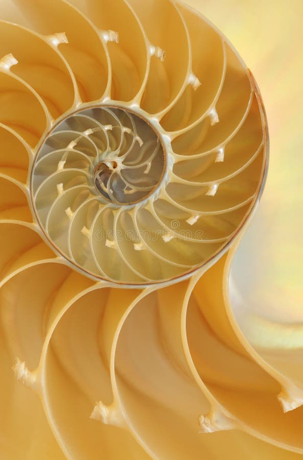 Nautilus Shell stock image. Image of abstract, nautilus - 8071979