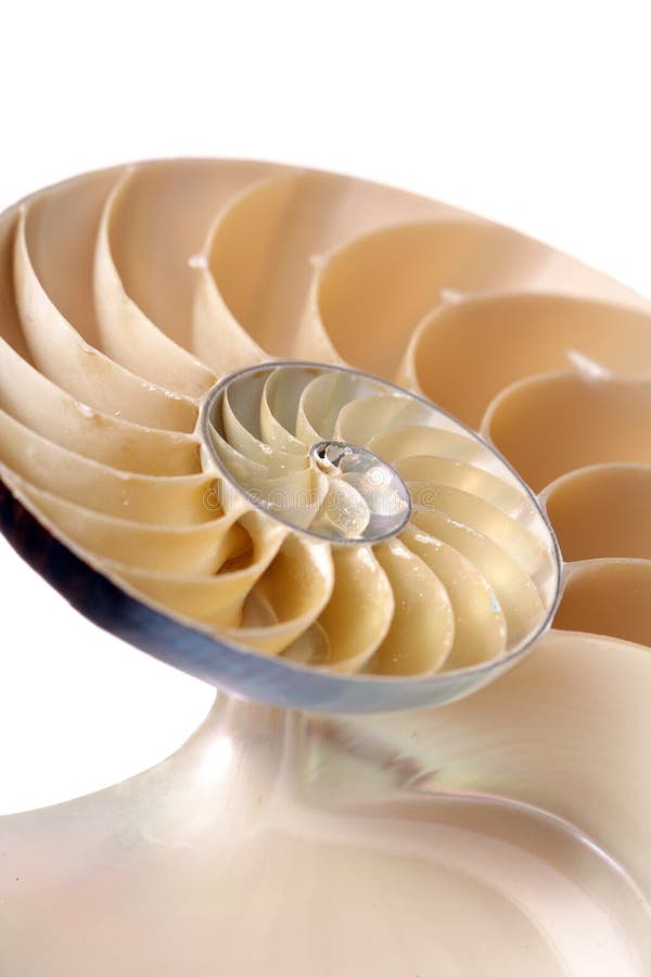 Nautilus shell stock image. Image of backgrounds, full - 6330903