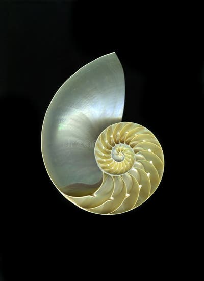 Nautilus shell stock image. Image of sliced, nautilus - 9913481