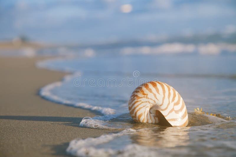 Nautilus Shell on Beach and Blue Sea Stock Photo - Image of away ...