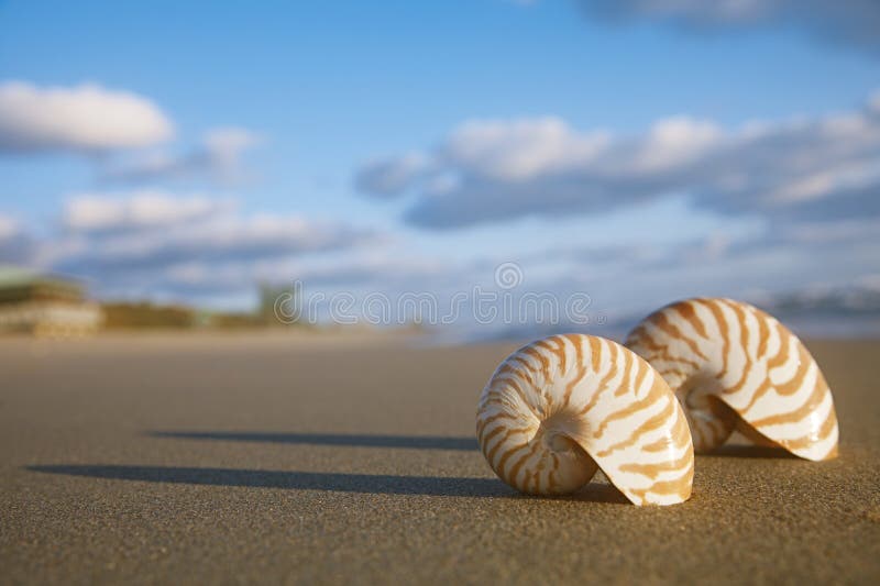 Nautilus Shell on Beach and Blue Sea Stock Image - Image of blue ...