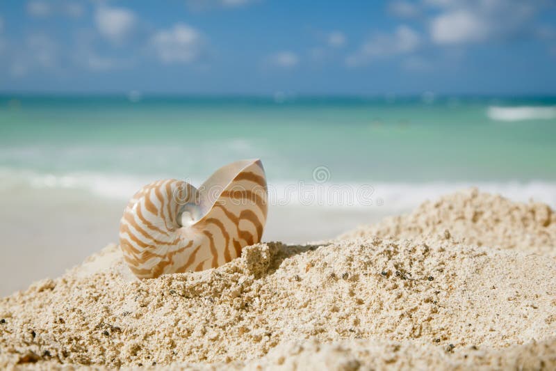 Nautilus Shell on Beach and Blue Tropical Sea Stock Photo - Image of ...