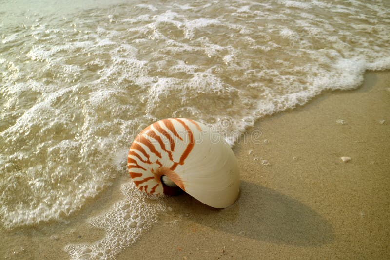 Nautilus Shell on the Beach with Bubble of Sea Wave Stock Image - Image ...