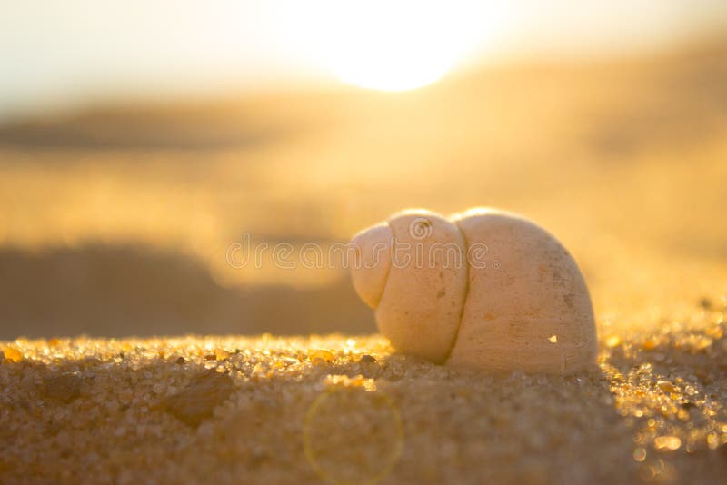 Nautilus Shell on a Beach Sand Stock Photo - Image of marine, blue ...