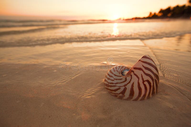 Nautilus Shell on Beach in Sunrise Light, Seascape Stock Image - Image ...
