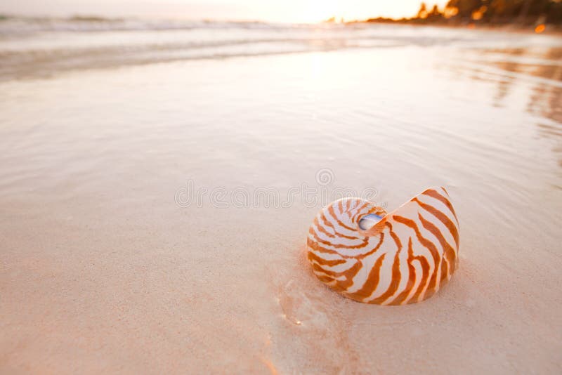 Nautilus Shell on Beach in Sunrise Light, Seascape Stock Image - Image ...