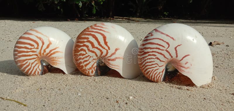 Nautilus Shell Big White and Orange Stripes and Nice Tropical ...