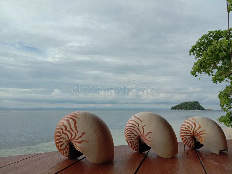 Nautilus Shell Big White and Orange Stripes and Nice Tropical ...