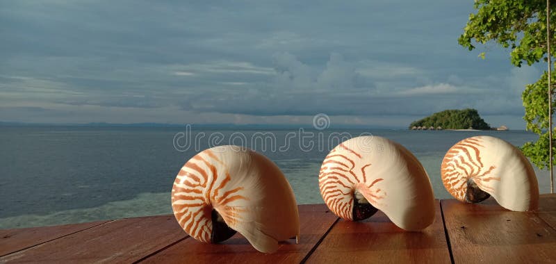 Nautilus Shell Big White And Orange Stripes And Nice Tropical ...