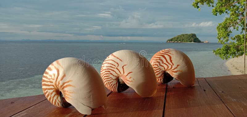 Nautilus Shell Big White and Orange Stripes and Nice Tropical ...