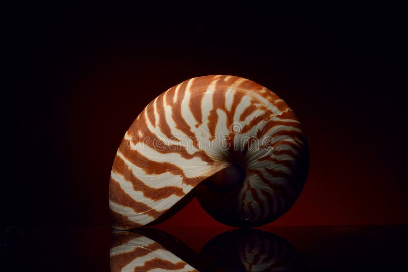Nautilus shell stock image. Image of extreme, animal - 34608533