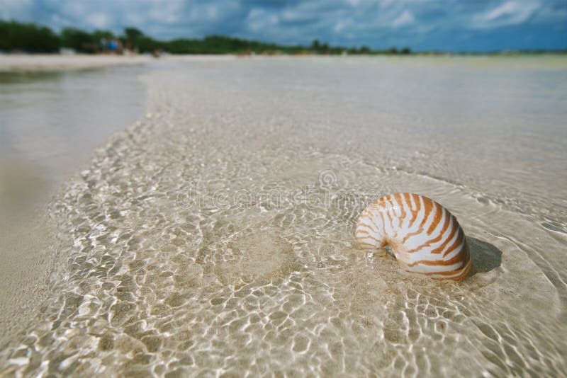 Nautilus Shell in Blue Sea Wave Stock Image - Image of holiday, blue ...