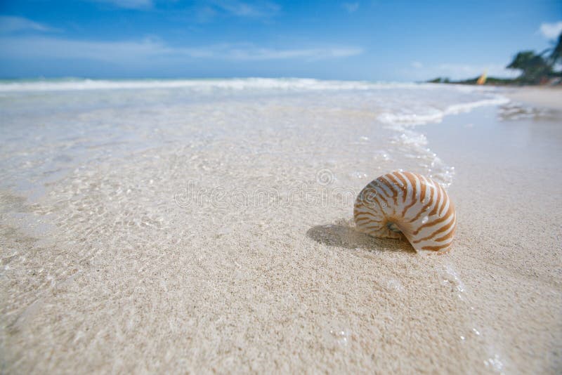 Nautilus Shell on Beact in Blue Sea Wave Stock Photo - Image of shell ...