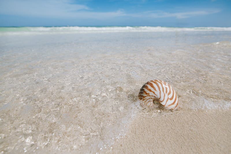 Nautilus Shell in Blue Sea Wave Stock Photo - Image of space, copy ...