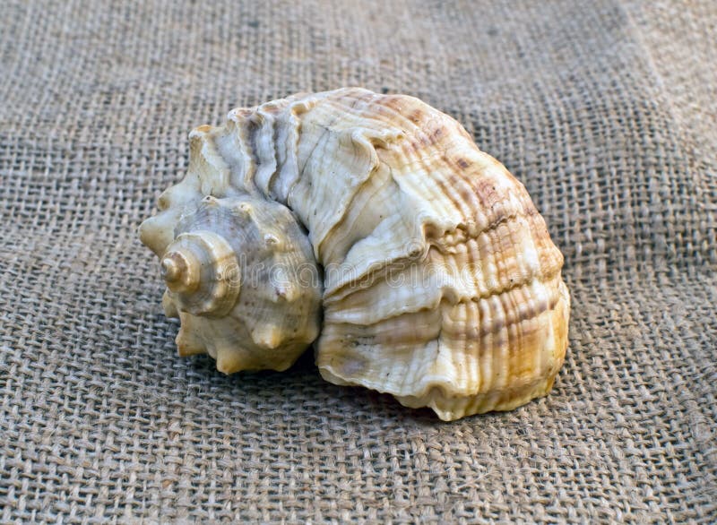 Tan Radial Sea Shell stock image. Image of isolated, yellow - 14121753