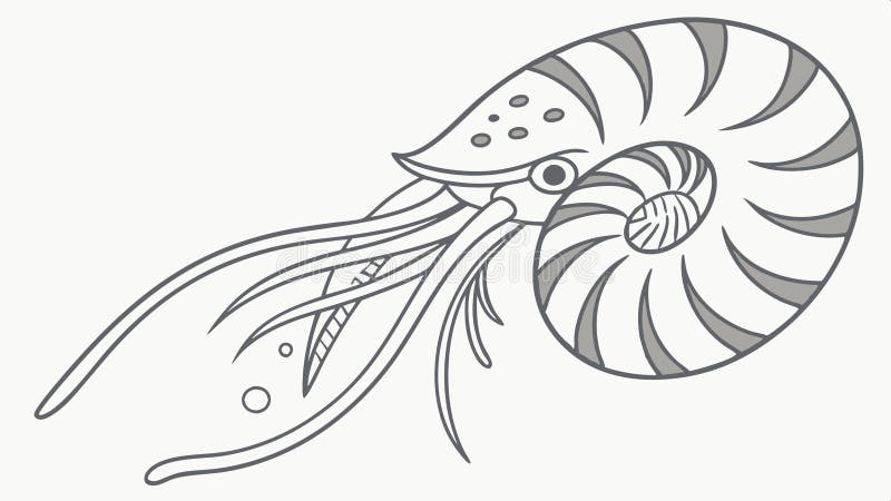 Nautilus Shell Cross-section, Internal Structure Detailed Vector Design ...