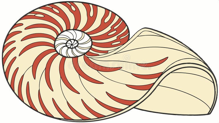Nautilus Shell Crosssection, Natural Spiral, Fibonacci Pattern Vector ...